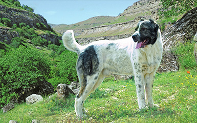 Alabai - Central Asian Shepherd Dog – STANTRIPS