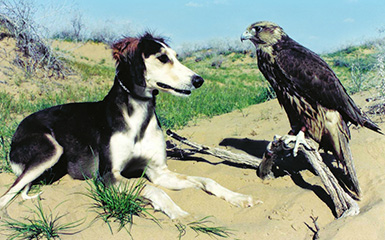 Falconry in Turkmenistan – STANTRIPS